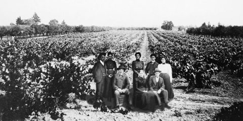 Discover Ledson | Ledson Winery & Vineyards - Castle Winery Sonoma